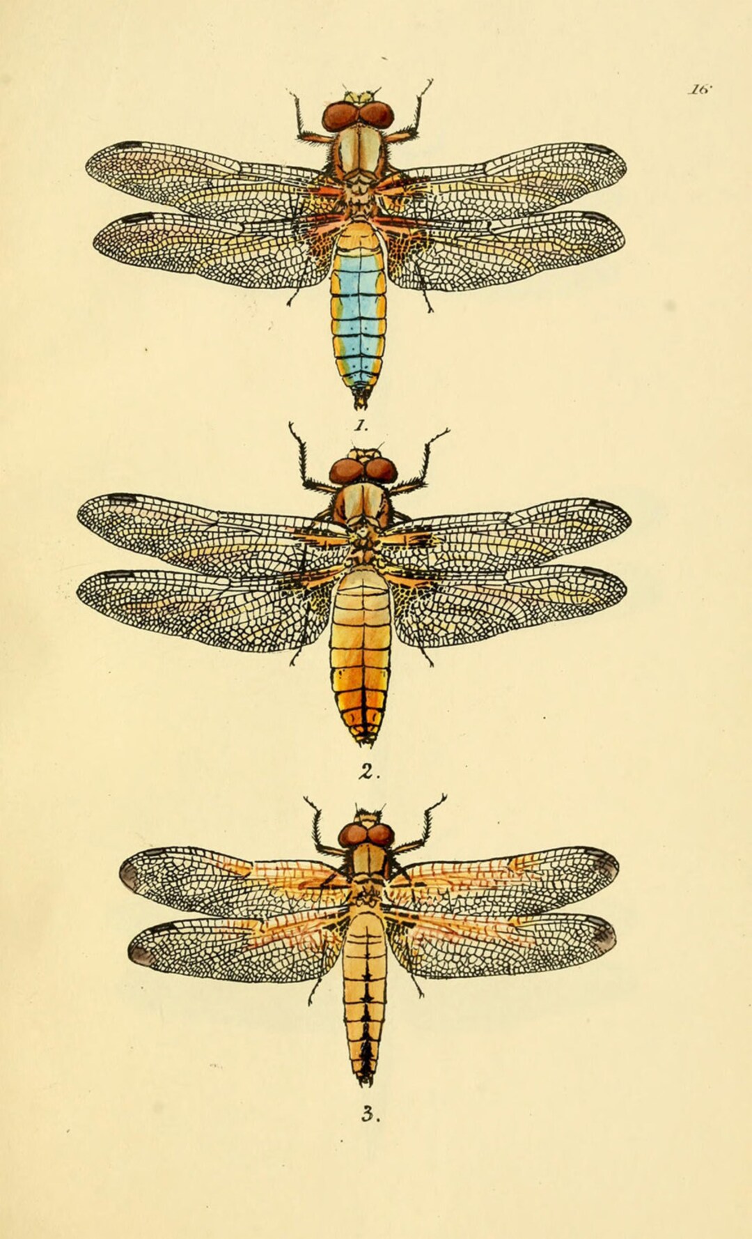 Antique Dragonfly Art Print, Unique Home Decor, a Printable Digital ...