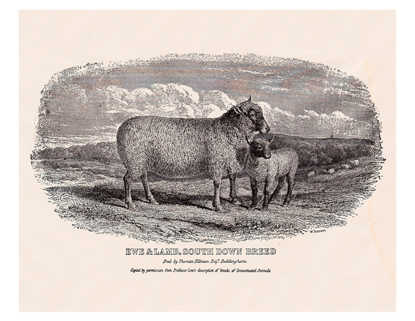 Antique Sheep Print a Printable Digital Download No. 708 - Etsy