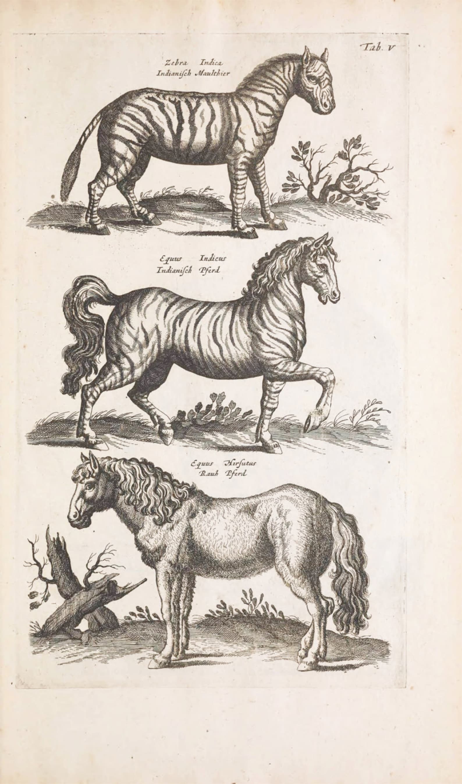 Antique Print of Zebras and Mythical Creatures Printable | Etsy