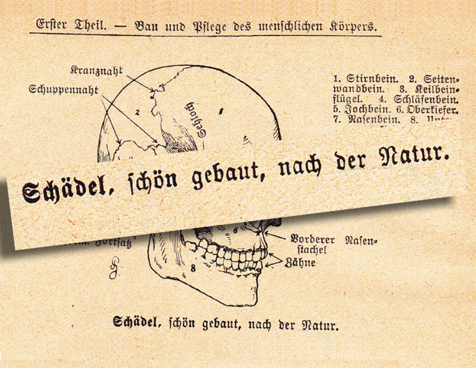Antique German Skull Print, Medical Art in a Printable Digital Format ...