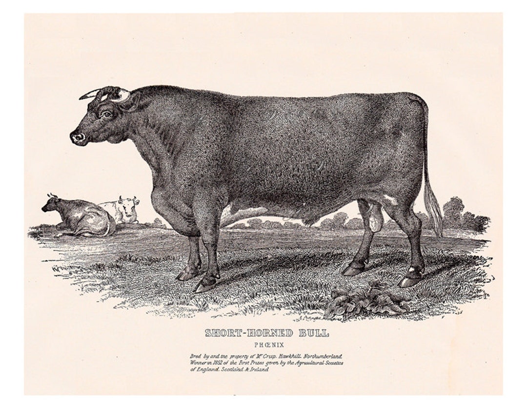 Cow Print, Printable Digital Download From an Antique Book, Printable ...