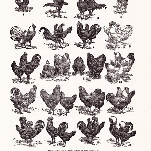 Vintage Chicken Chart 'representative Types of - Etsy