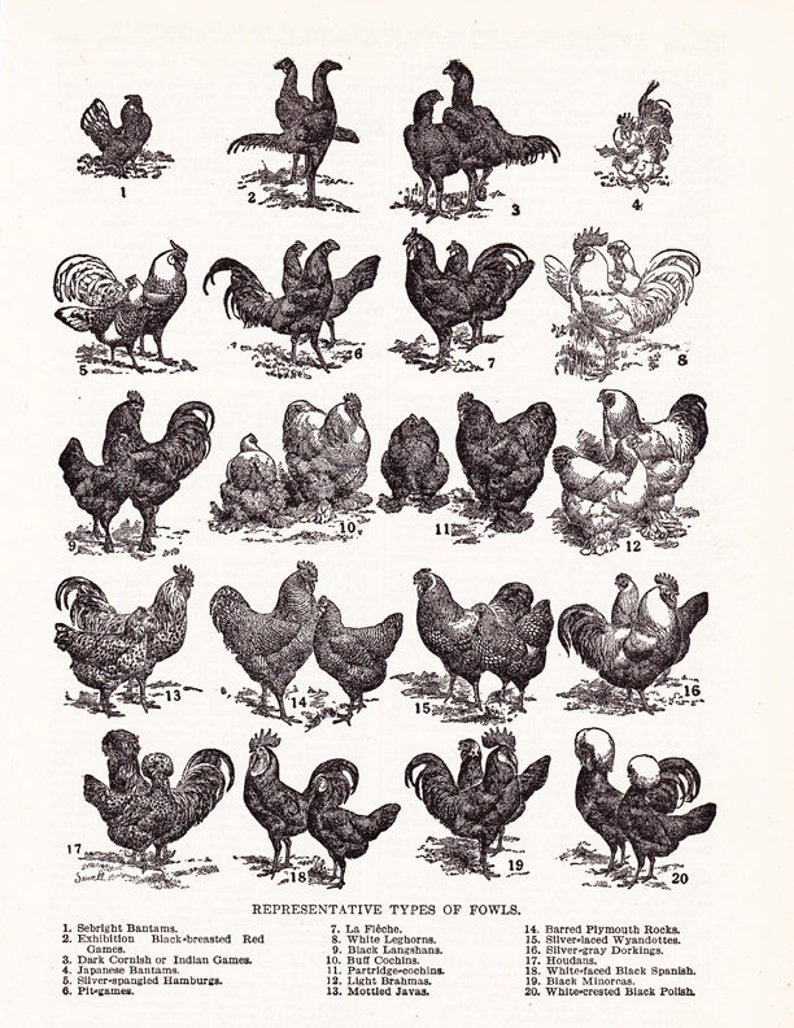 Vintage chicken chart 'Representative Types of | Etsy