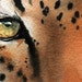 Leopard Art Print Digital File of a Painting Wildlife Cat Wildcat ...