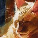 Orange Marmalade Ginger Tabby Cat Art Print of My Watercolor Painting ...