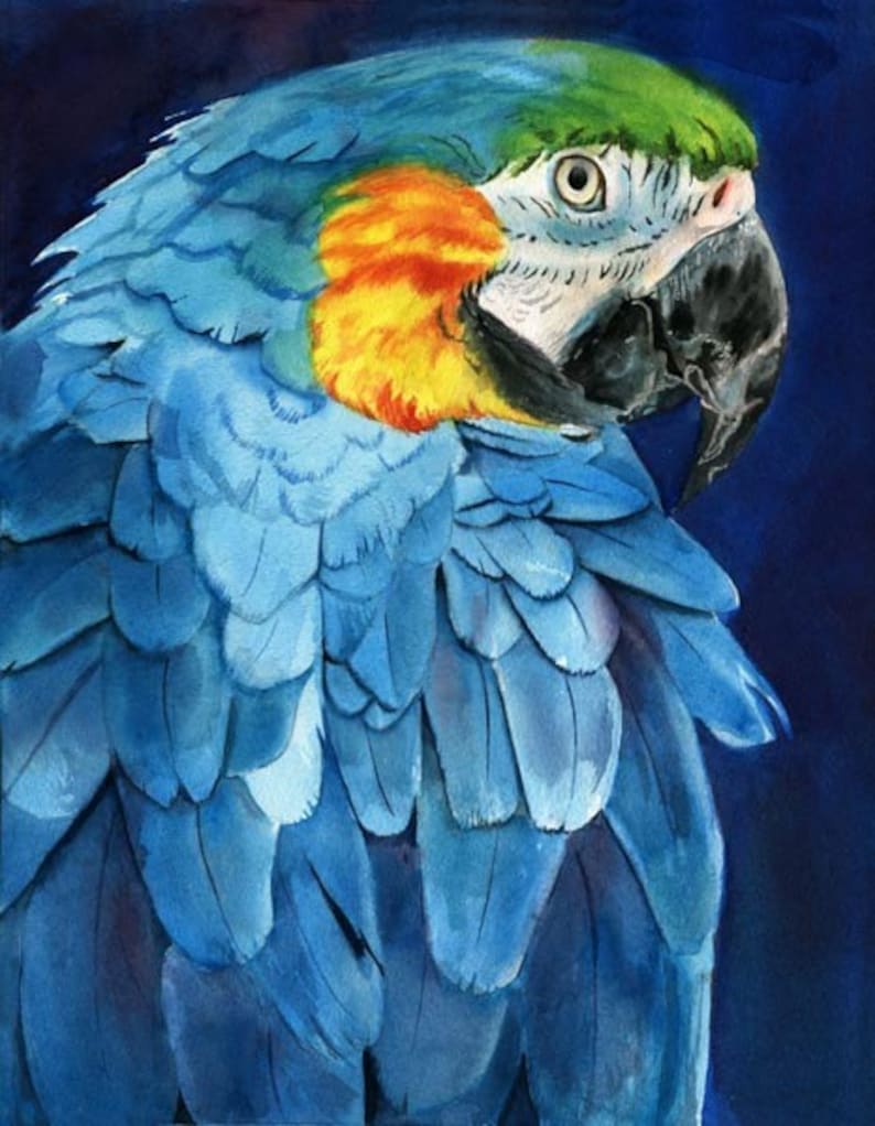Macaw Parrot Art Print of My Watercolor Painting Mac - Etsy