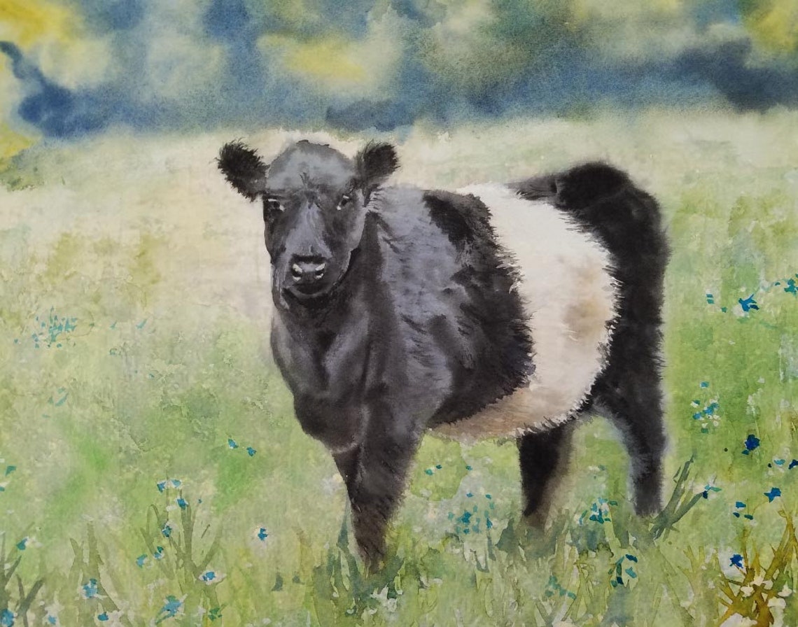 Belted Galloway Cow Art Print of My Watercolor Painting Farm Realistic ...