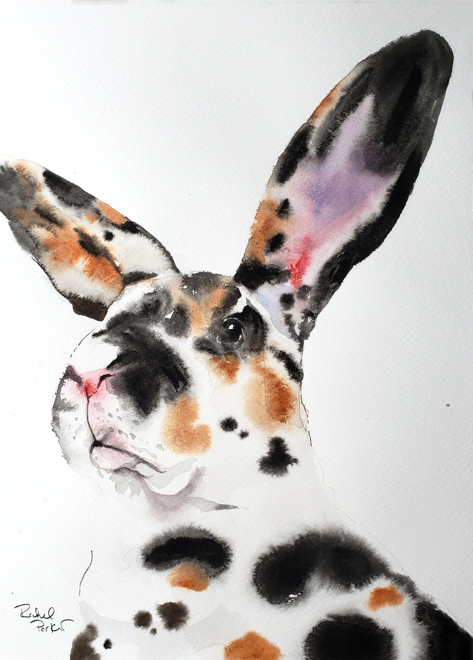 Print of a Calico Rex Rabbit Watercolor Painting With Option for Custom ...