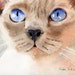 Tonkinese Tonk Siamese Cat Art Print of a Watercolor Painting | Etsy