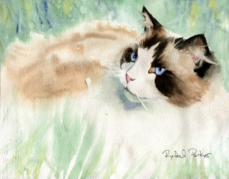 Ragdoll Cat Art Print of my Watercolor Painting Portrait Gift | Etsy