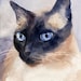 Print Applehead Siamese Cat Art Print of a Watercolor Painting Big ...