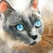 Tonkinese Tonk Siamese Cat Art Print of a Watercolor Painting Big Large ...