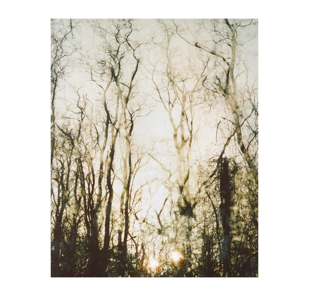 Faded Forest: Nature Photography. Ethereal Winter Woods Sunset Photo ...