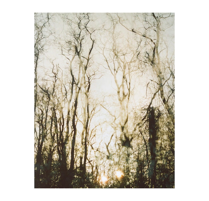 Faded Forest: Nature Photography. Ethereal Winter Woods Sunset Photo ...