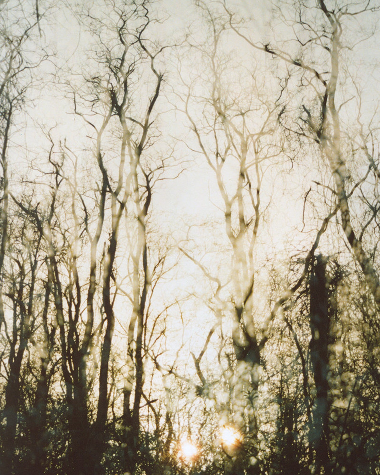 Faded Forest: Nature Photography. Ethereal Winter Woods Sunset Photo ...