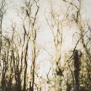 Faded Forest: Nature Photography. Ethereal Winter Woods Sunset Photo ...