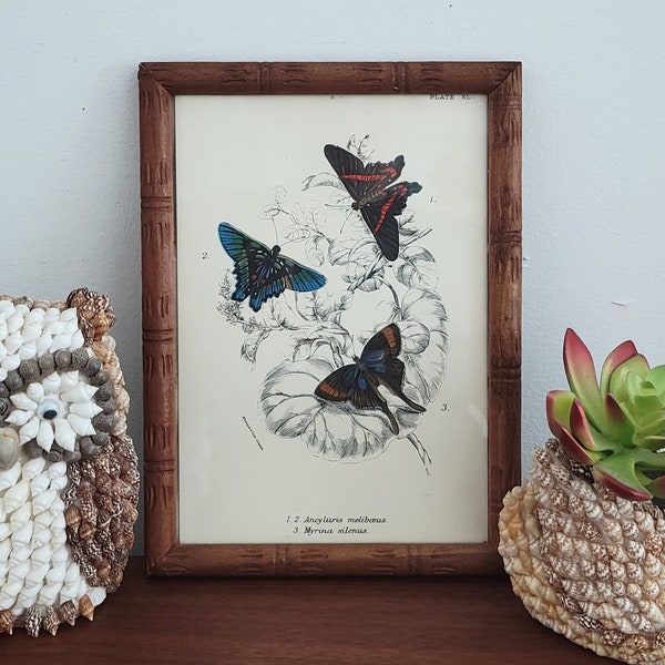 Butterfly Lithograph - Etsy