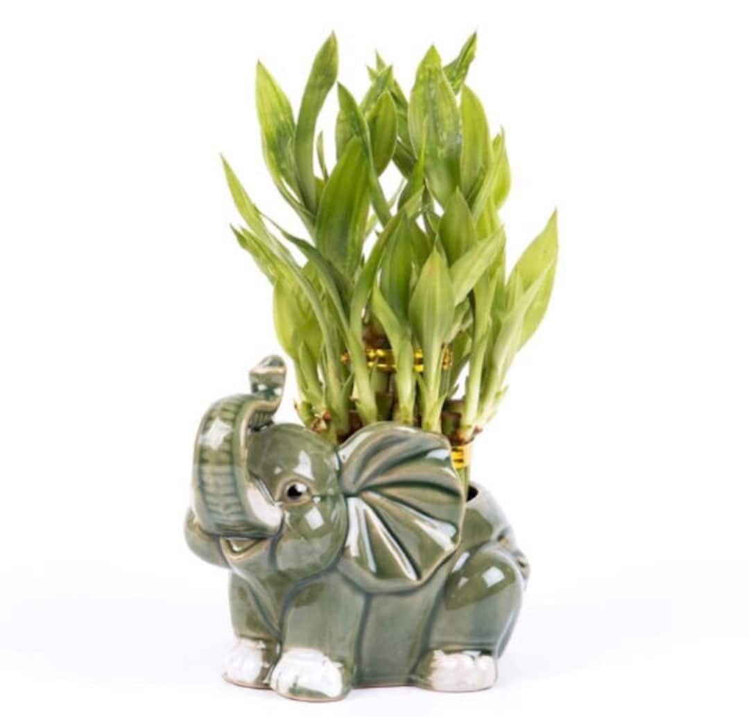 Two Tier Lucky Bamboo Elephant Arrangement for Home and Office Decor ...