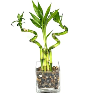 Indoor Live Lucky Bamboo Arrangement- 4 Stalks (2) 6” Straight & (2) 6 ...