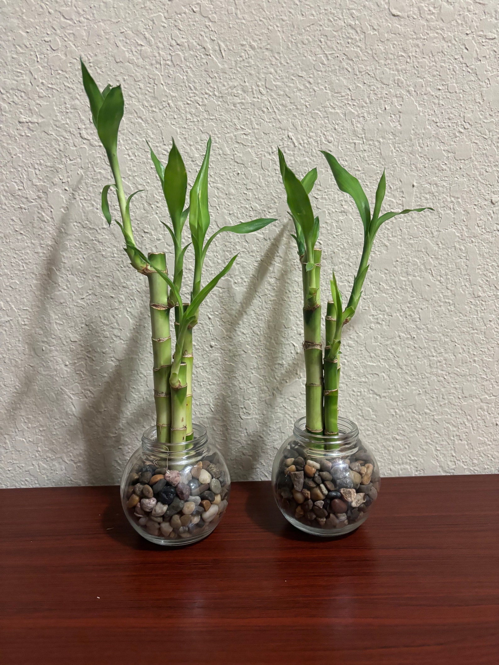 Set of Two Live Lucky Bamboo 3 Stalk Arrangements 4”,6”, & 8” Straight ...