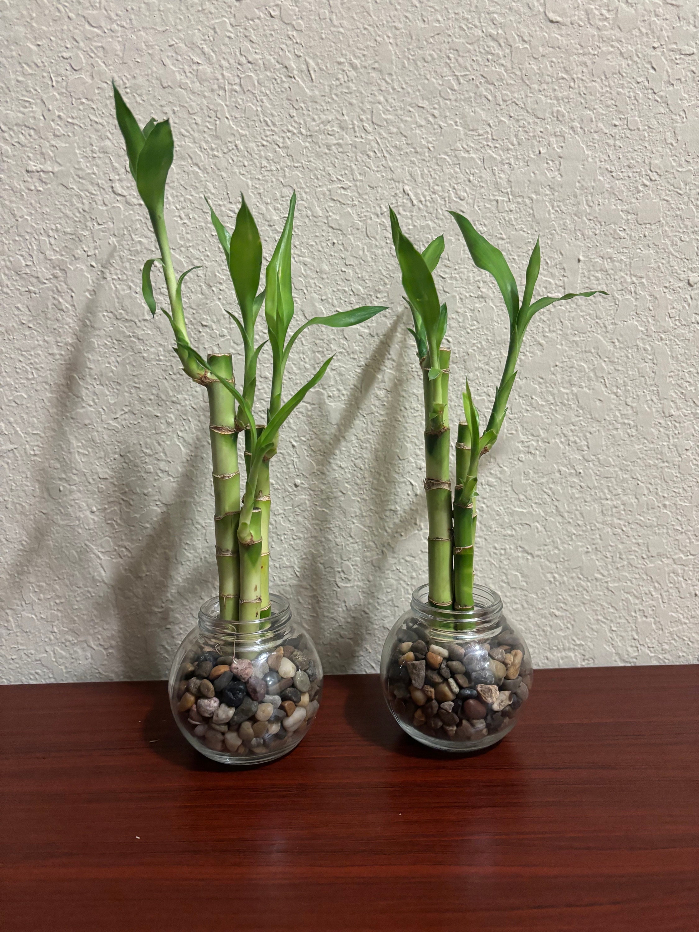 Set of Two Live Lucky Bamboo 3 Stalk Arrangements 4”,6”, & 8” Straight ...