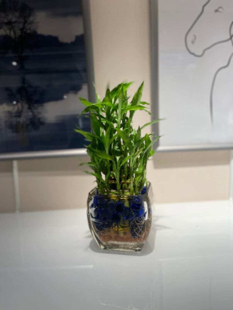 Three Tier Lucky Bamboo Glass Arrangement With Blue Marbles With FREE ...