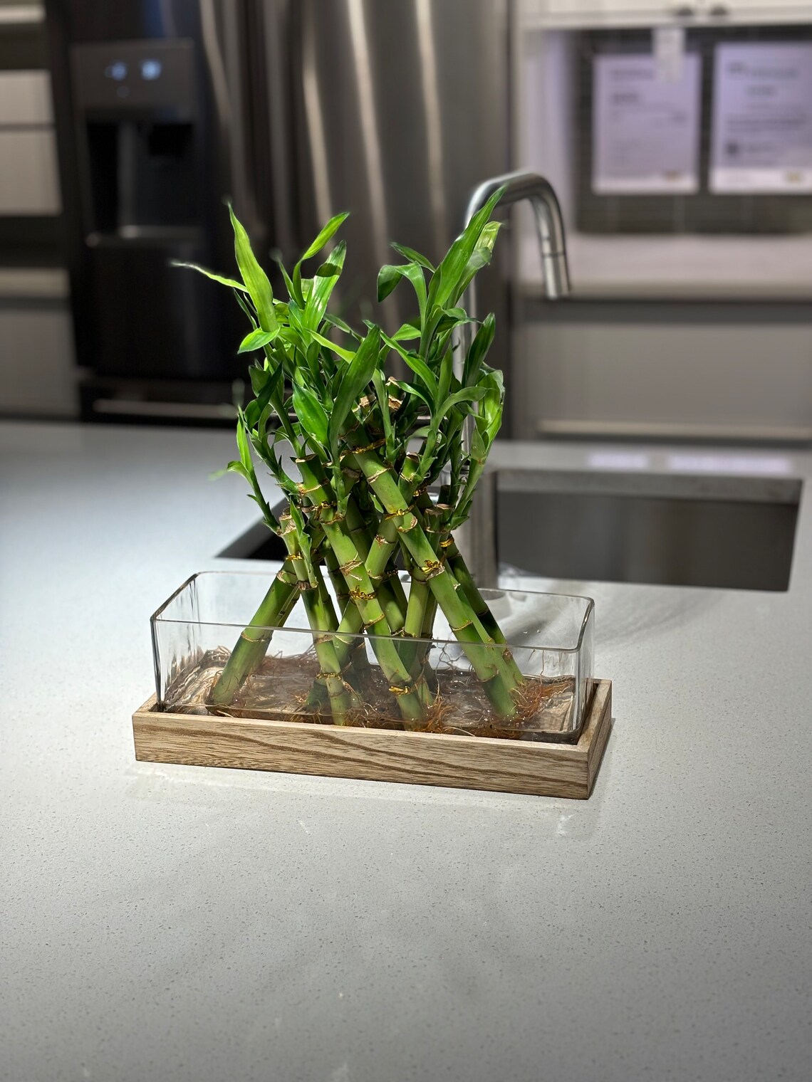 Live Lucky Bamboo Three Layer Pyramid in Rectangle Glass and Wood ...