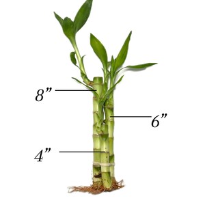3 Stalk Live Lucky Bamboo Plant (1x - 6" Stalk, 1X - 4" Stalks,1x - 8 ...