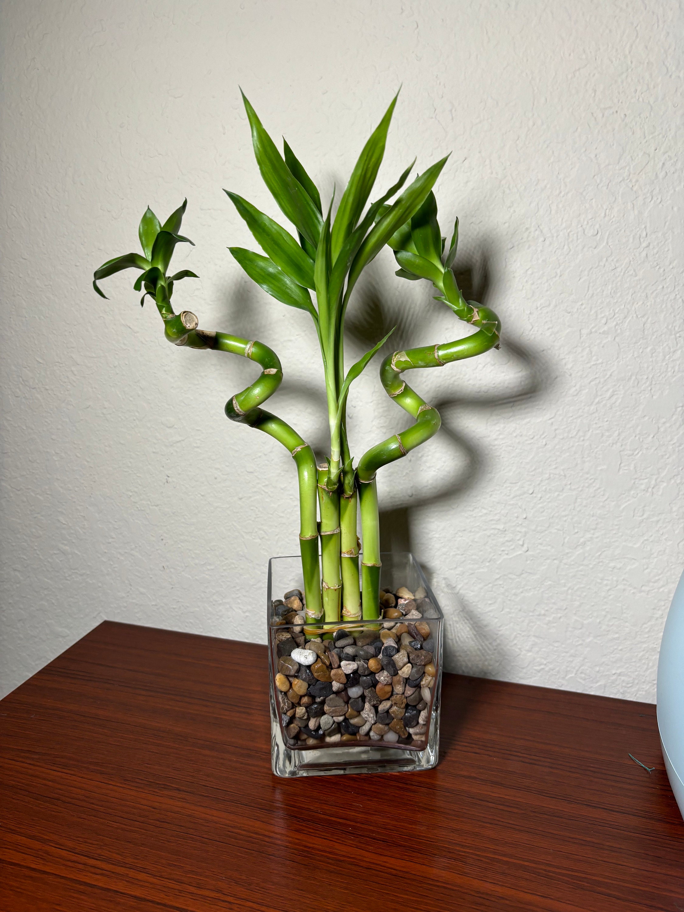 Indoor Live Lucky Bamboo Arrangement- 4 Stalks (2) 6” Straight & (2) 6 ...