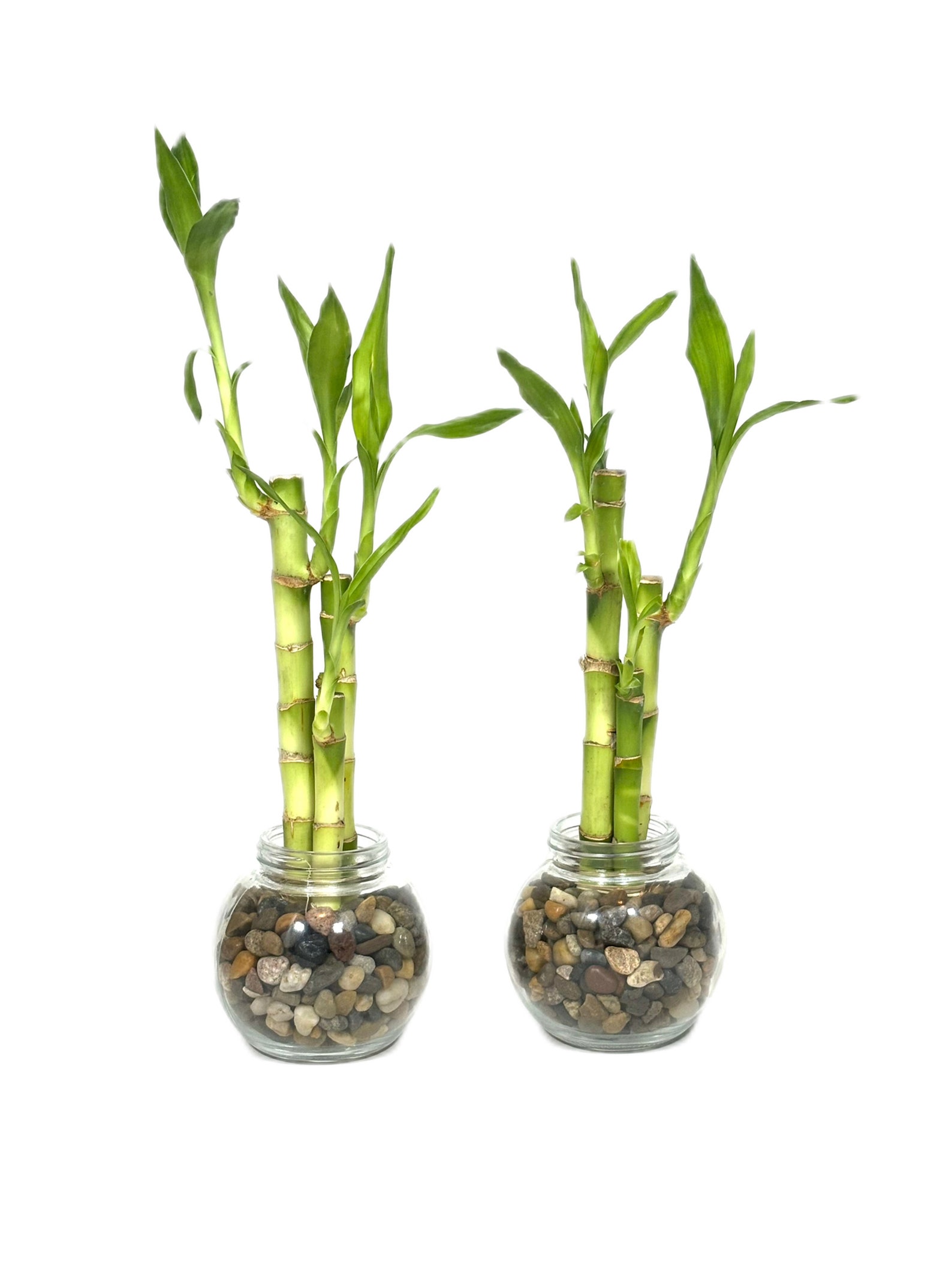 Set of Two Live Lucky Bamboo 3 Stalk Arrangements 4”,6”, & 8” Straight ...
