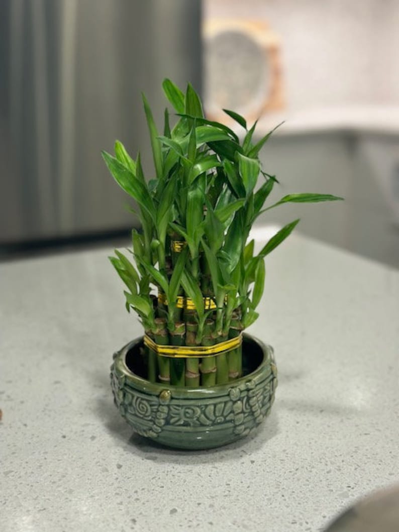 Three Layer Lucky Bamboo Arrangement for Indoor Home/office Decor With ...