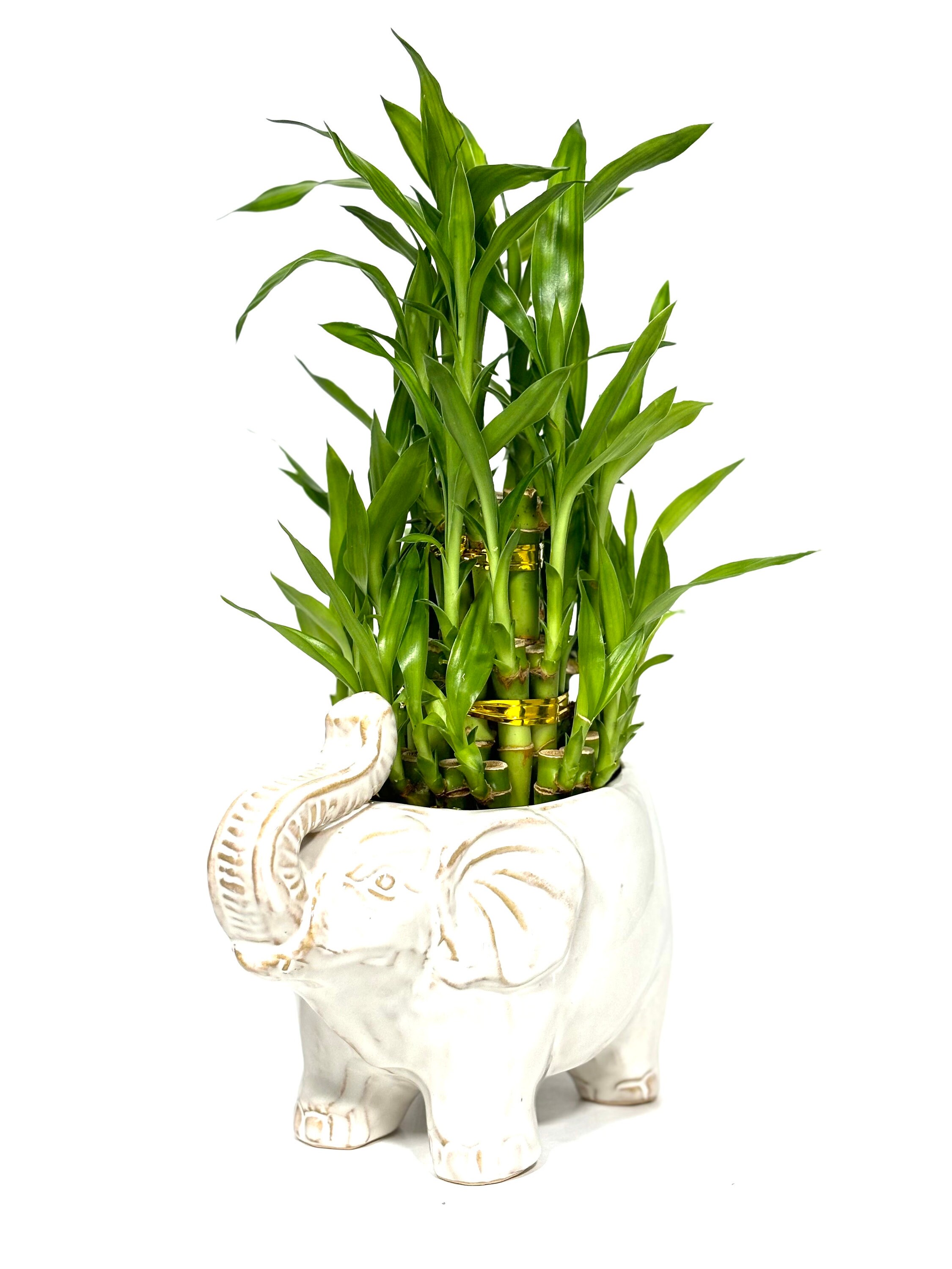 Lucky Bamboo Three Tier in White Ceramic Elephant Pot Indoor Plant Home ...