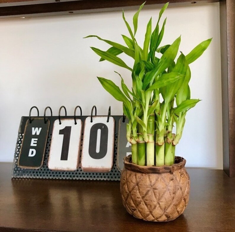 Two Layer Live Lucky Bamboo in Brown Ceramic Pot With FREE Plant Food ...