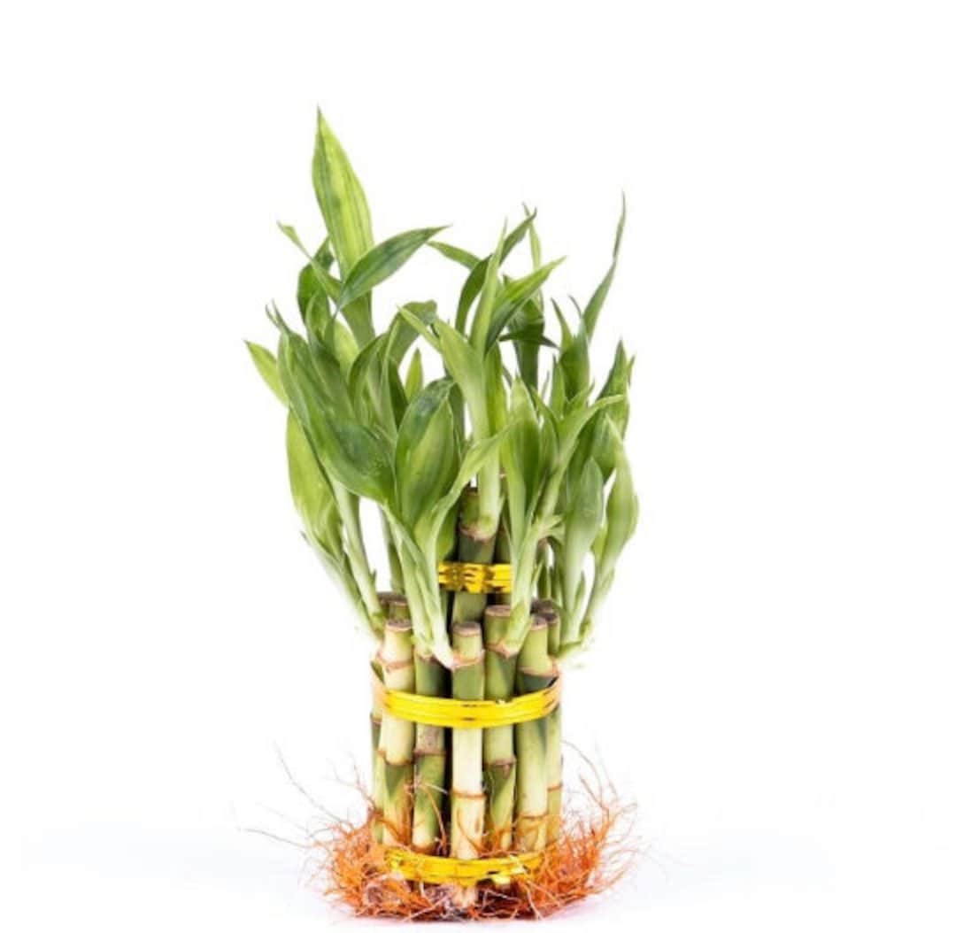 2 Tier 3" 5" Lucky Bamboo Stalks for Feng Shui (total About 20 Stalks ...