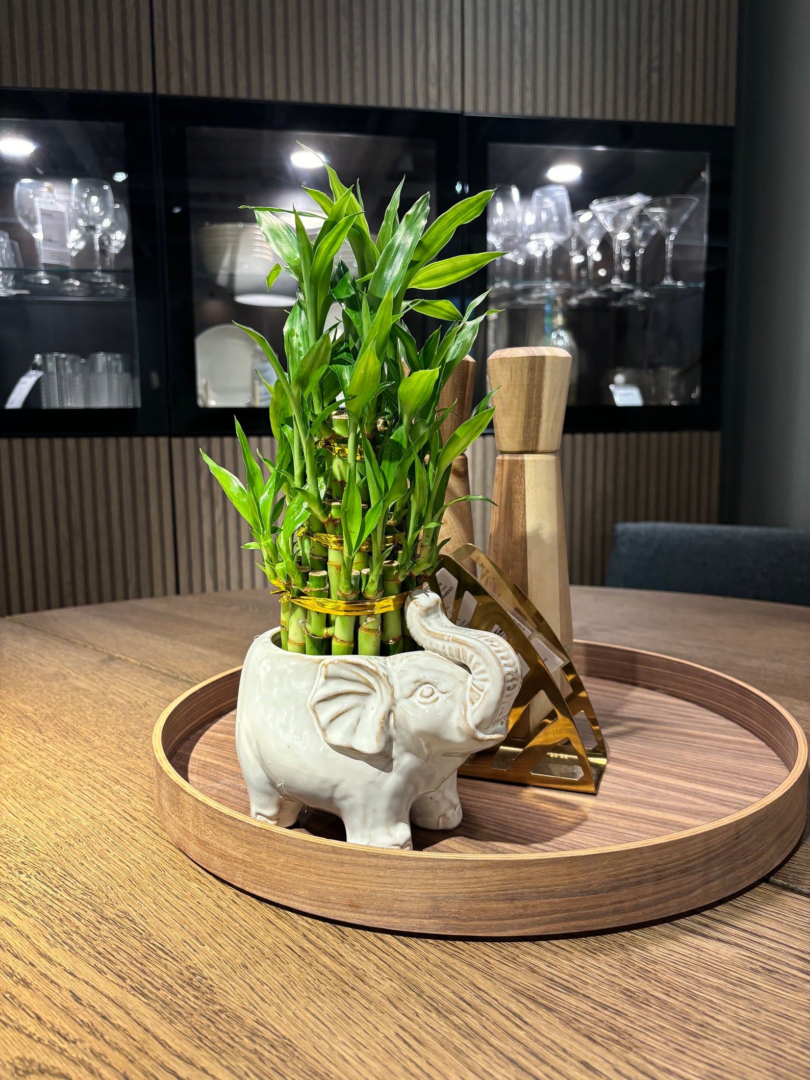 Lucky Bamboo Three Tier in White Ceramic Elephant Pot Indoor Plant Home ...