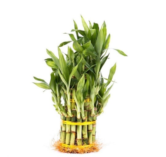 Three Layer Lucky Bamboo Arrangement for Indoor Home/office Decor With ...