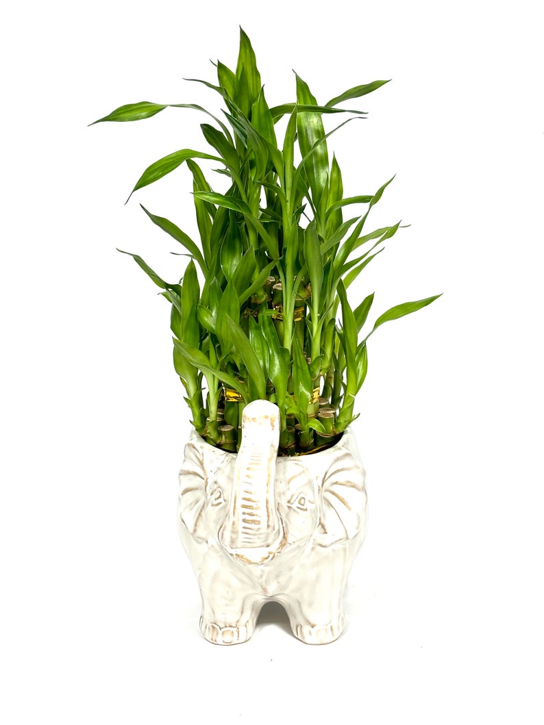 Lucky Bamboo Three Tier in White Ceramic Elephant Pot Indoor Plant Home ...