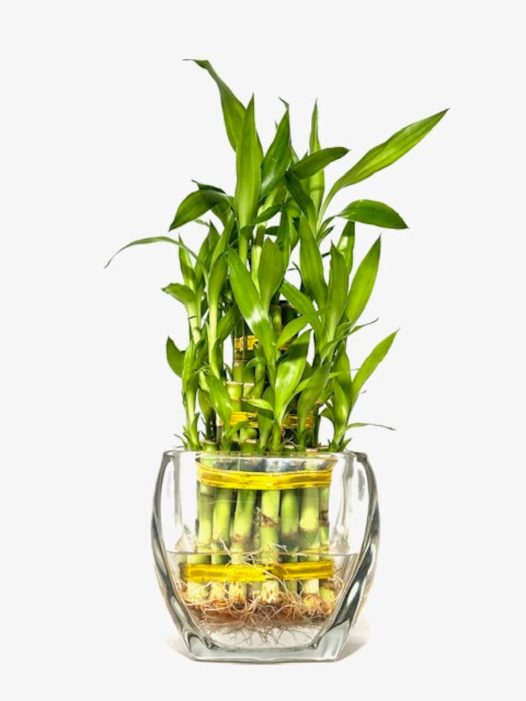 Three Tier Lucky Bamboo Indoor Live Plant in Glass Square Vase, Live ...