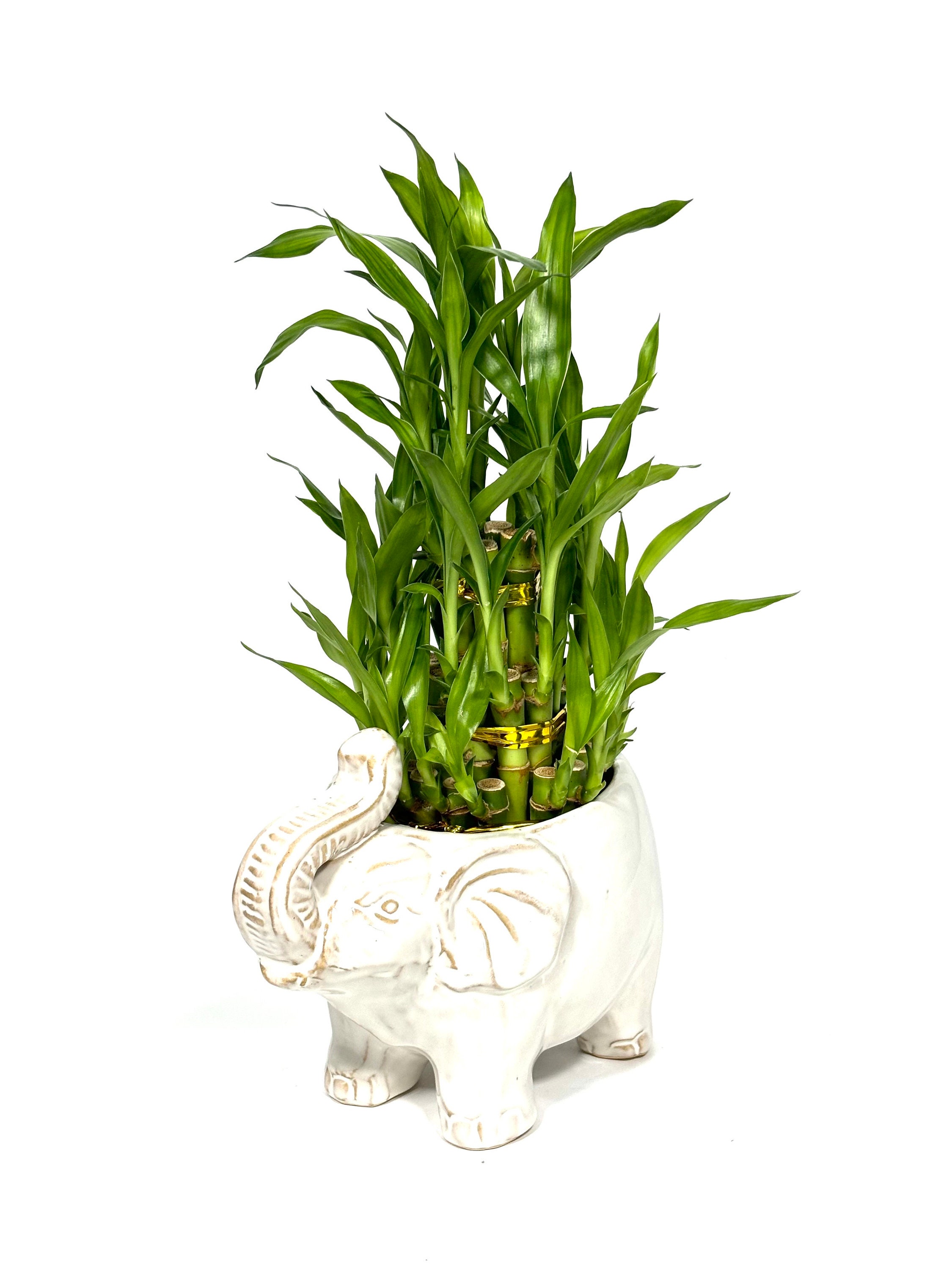 Lucky Bamboo Three Tier in White Ceramic Elephant Pot Indoor Plant Home ...