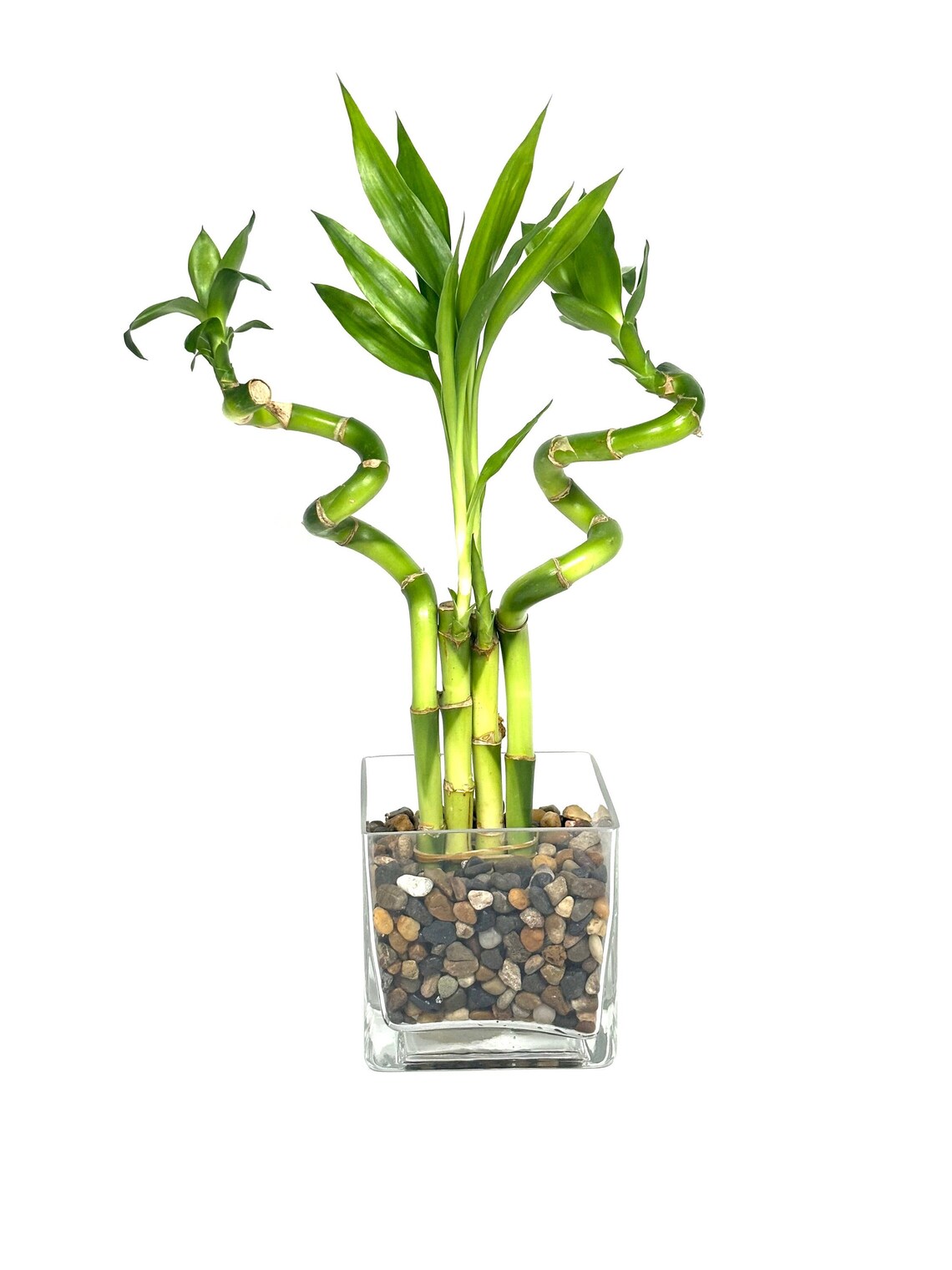 Indoor Live Lucky Bamboo Arrangement- 4 Stalks (2) 6” Straight & (2) 6 ...