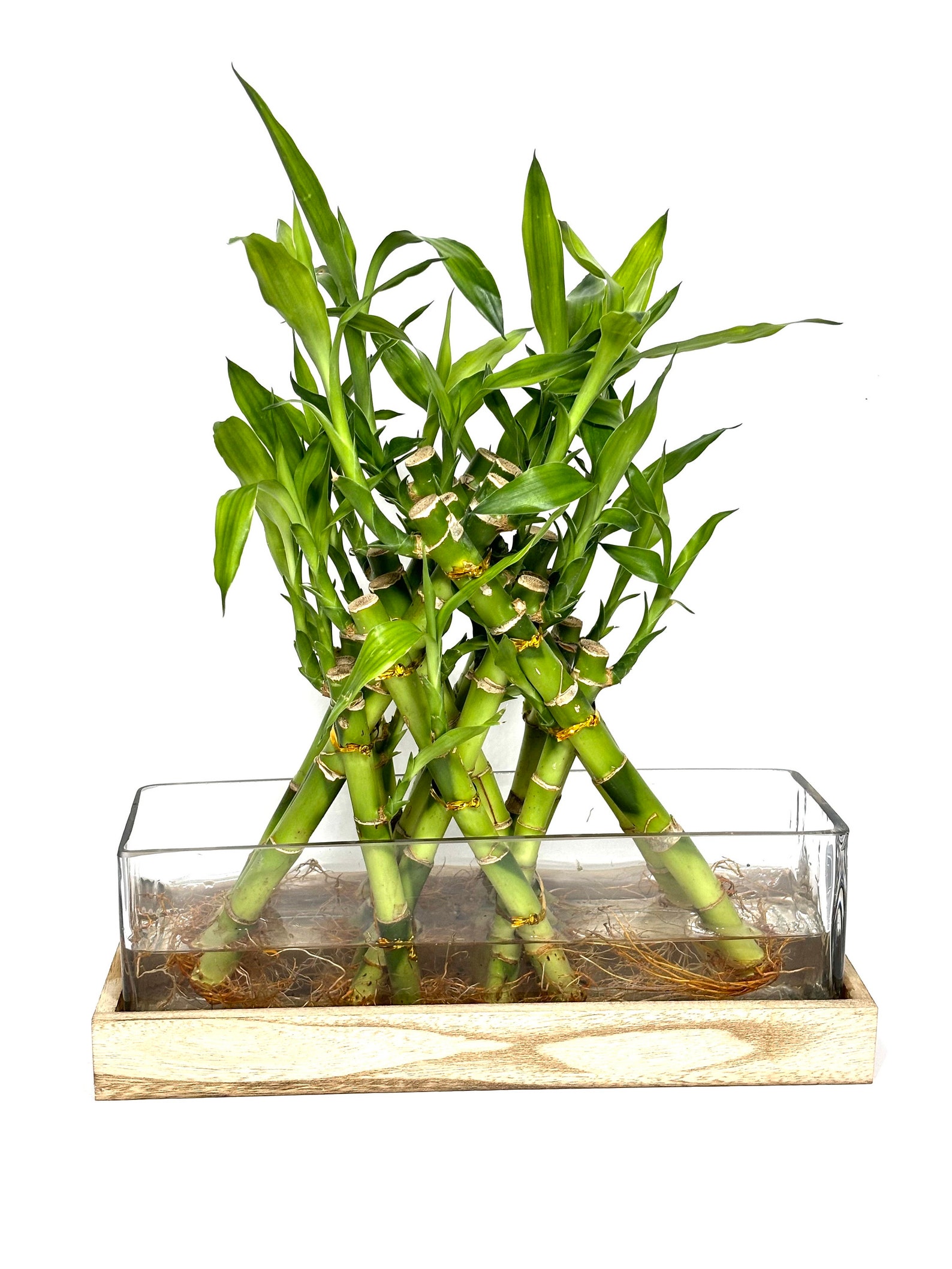 Live Lucky Bamboo Three Layer Pyramid in Rectangle Glass and Wood ...