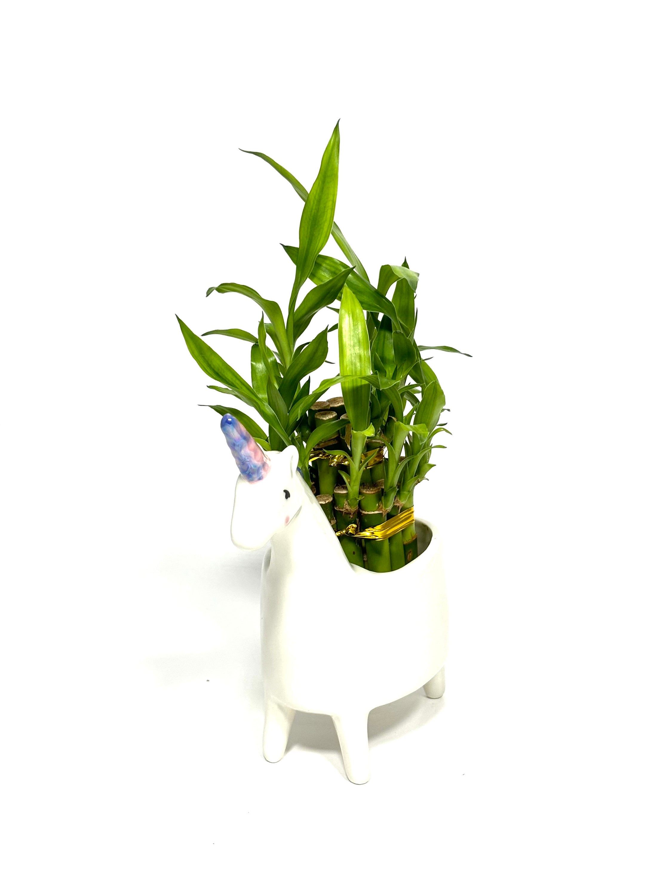 Lucky Bamboo Two Tier in White and Pink Ceramic Unicorn Pot Live Plant ...