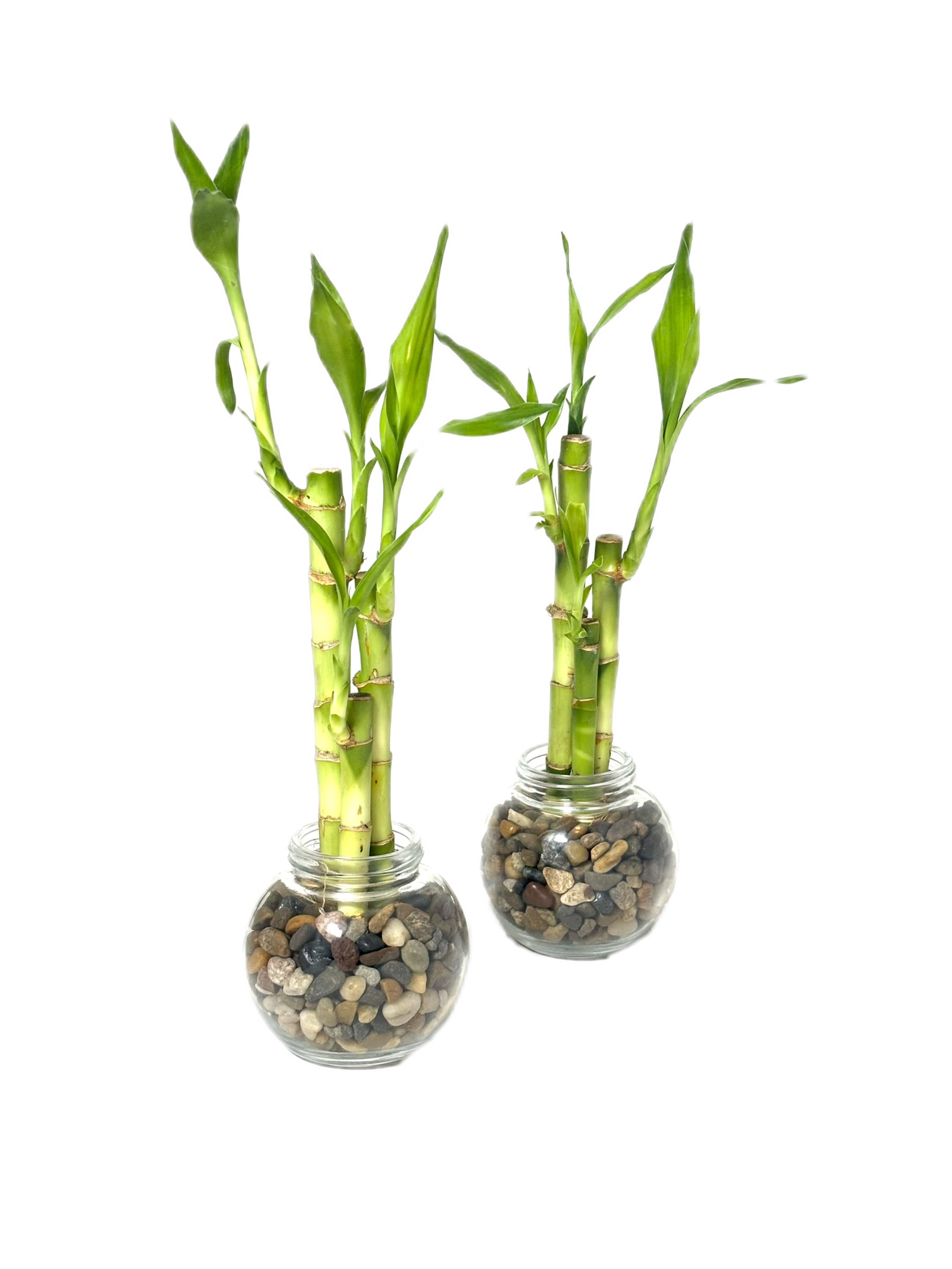 Set of Two Live Lucky Bamboo 3 Stalk Arrangements 4”,6”, & 8” Straight ...