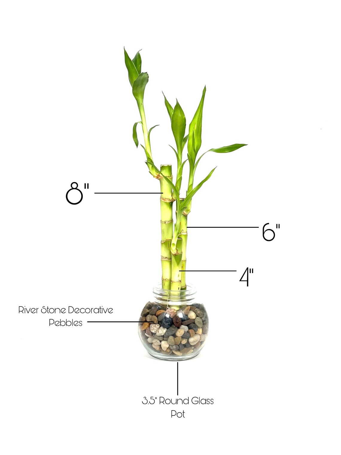 Set of Two Live Lucky Bamboo 3 Stalk Arrangements 4”,6”, & 8” Straight ...