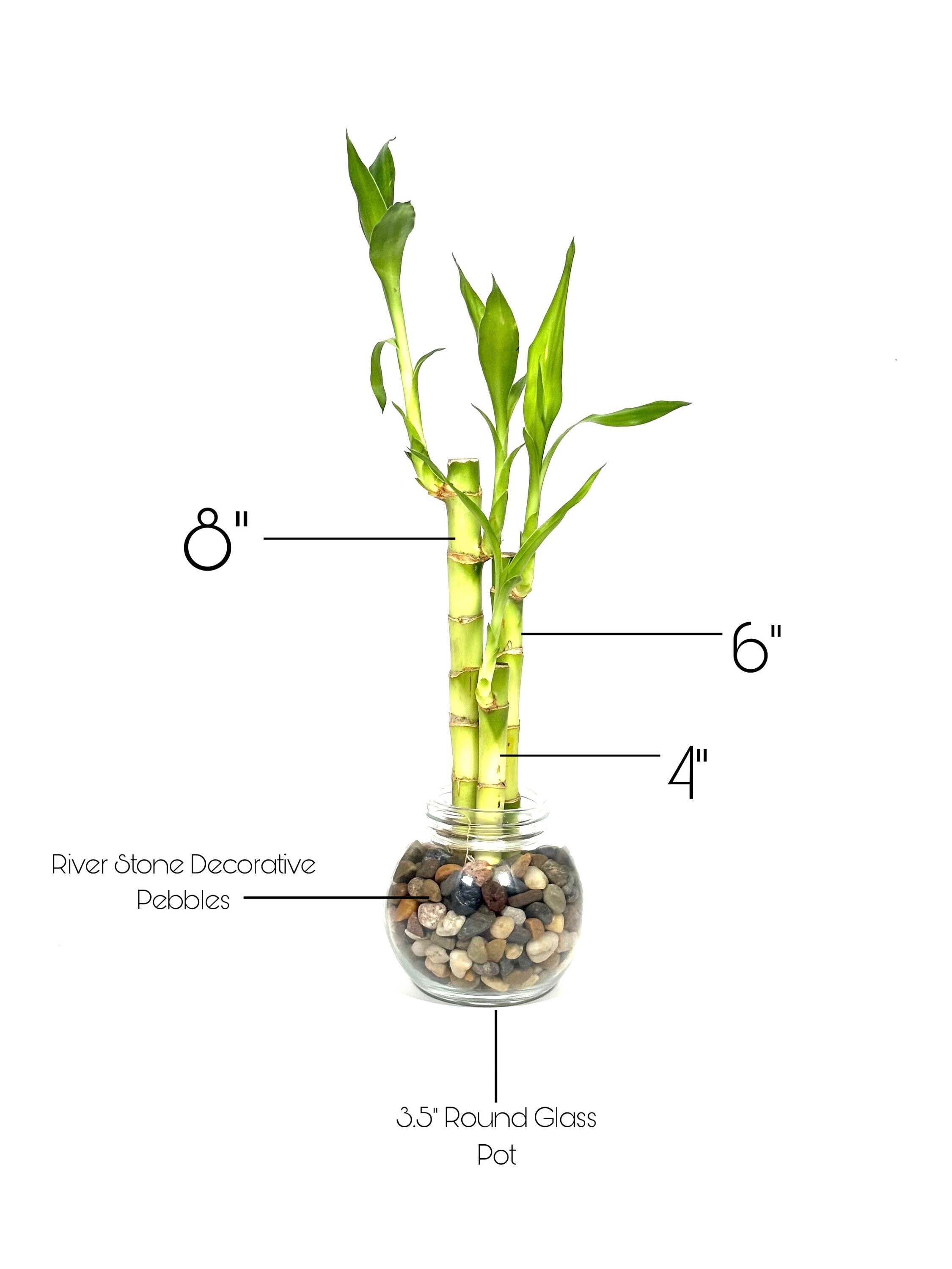 Set of Two Live Lucky Bamboo 3 Stalk Arrangements 4”,6”, & 8” Straight ...