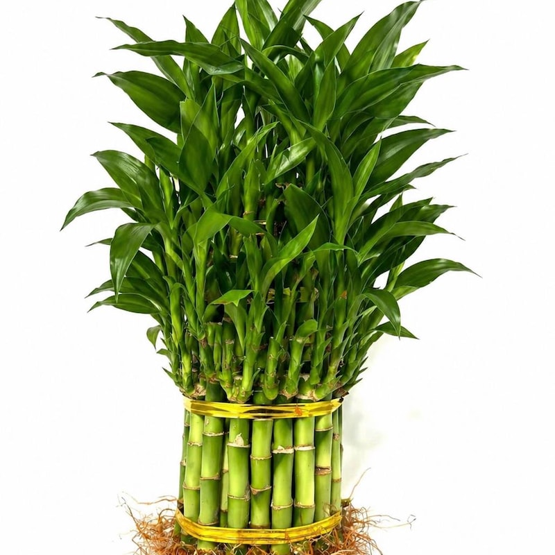 Bamboo Plant Gift - 60+ Gift Ideas for 2026