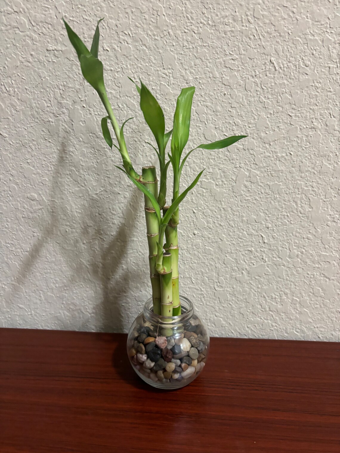 3 Stalk Live Lucky Bamboo Plant (1x - 6" Stalk, 1X - 4" Stalks,1x - 8 ...