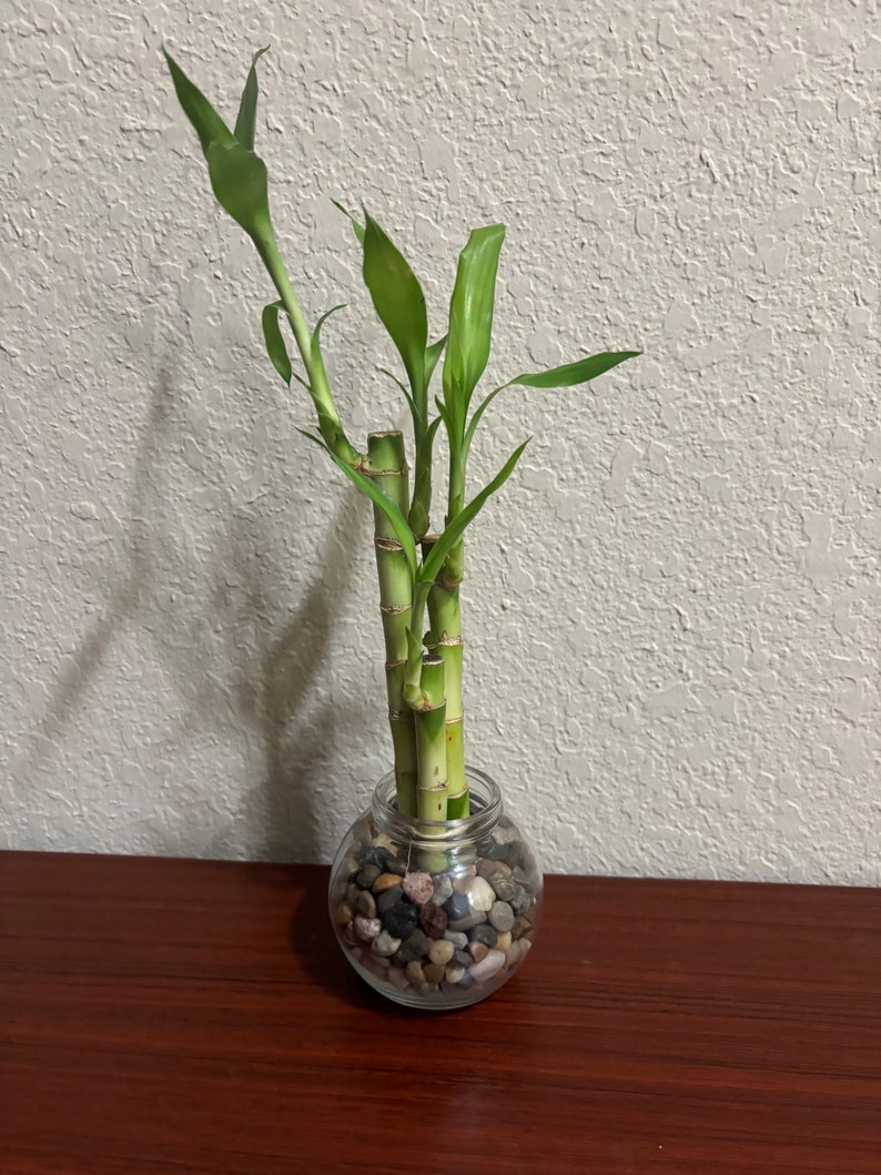 3 Stalk Live Lucky Bamboo Plant (1x - 6" Stalk, 1X - 4" Stalks,1x - 8 ...
