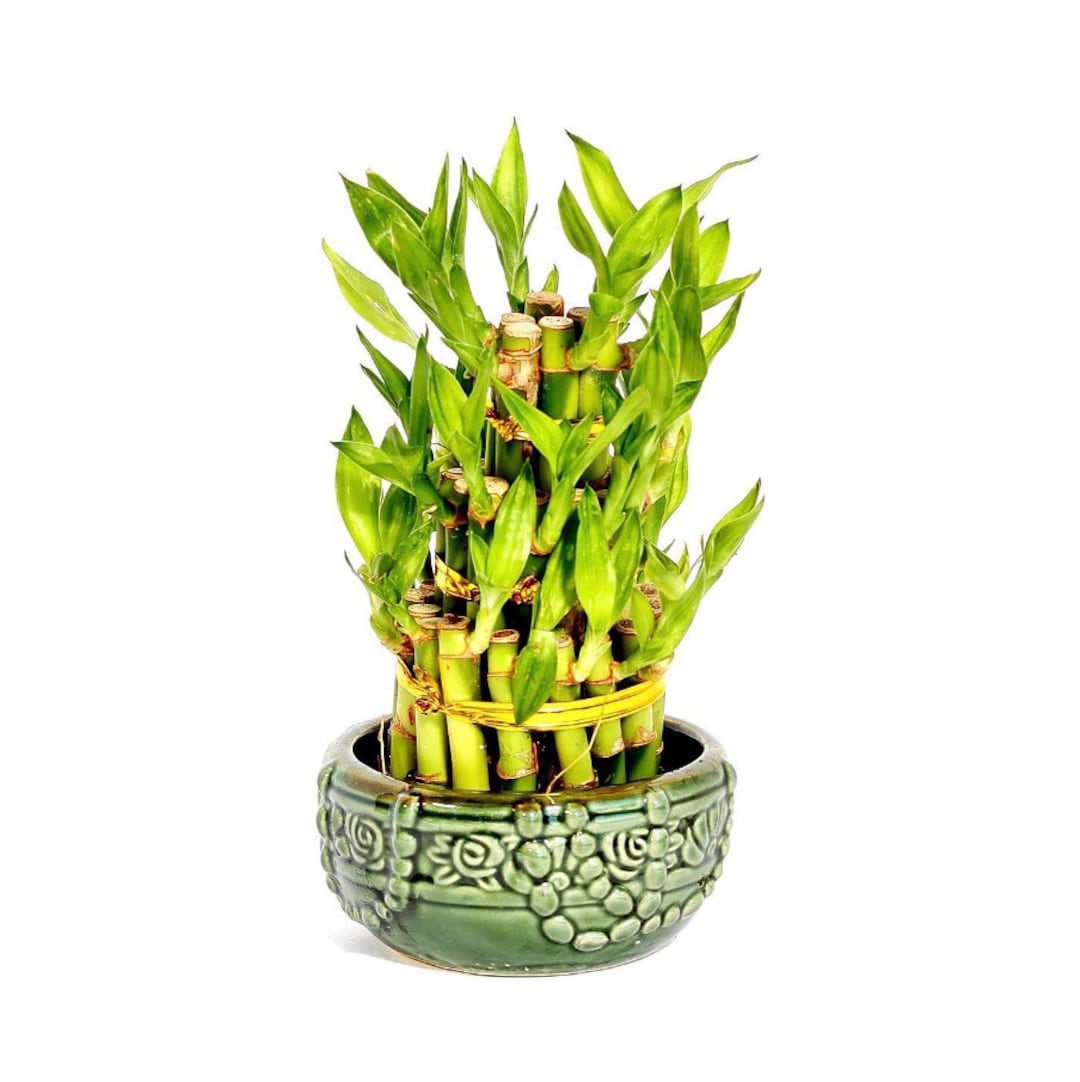 Three Layer Lucky Bamboo Arrangement for Indoor Home/office Decor With ...