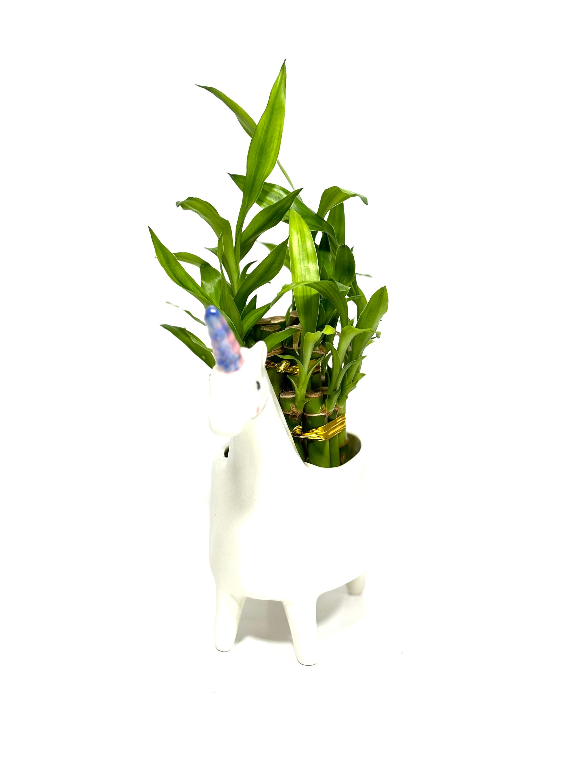 Lucky Bamboo Two Tier in White and Pink Ceramic Unicorn Pot Live Plant ...